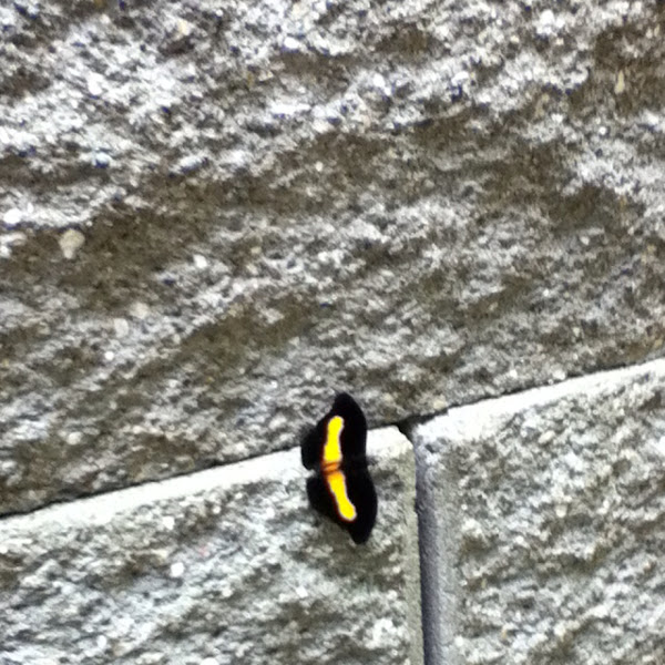 Acontius Firewing | Project Noah