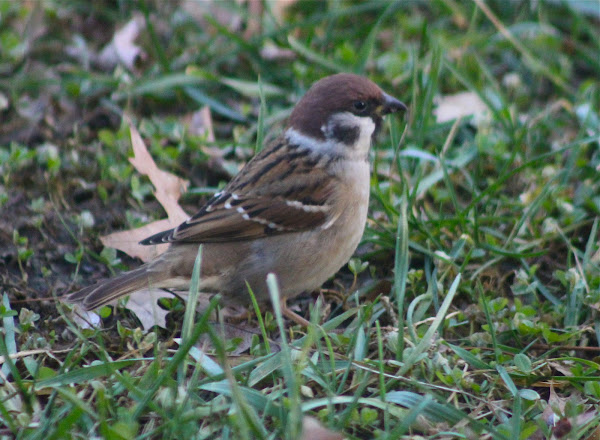 eurasian tree sparrow | Project Noah