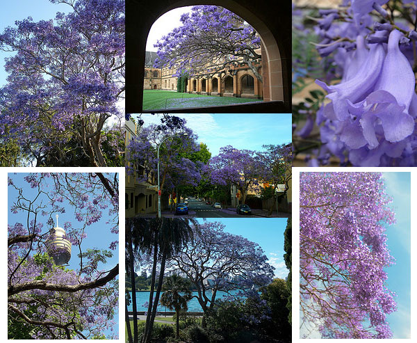 Jacaranda time! – Hoyden About Town