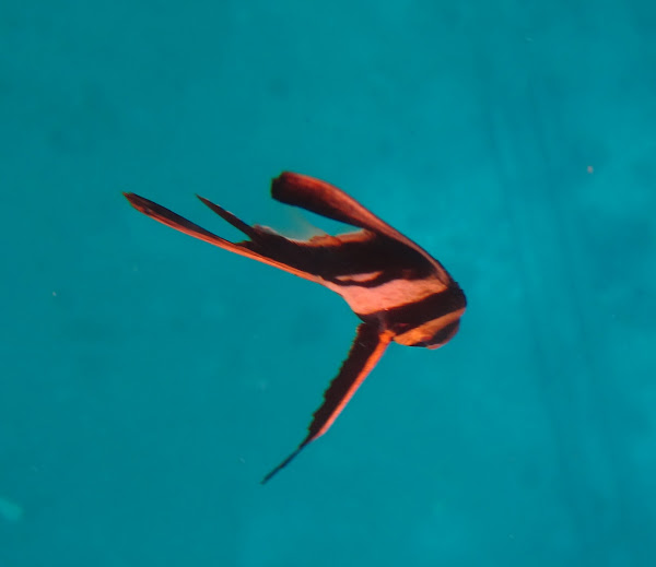 Juvenile Batfish | Project Noah