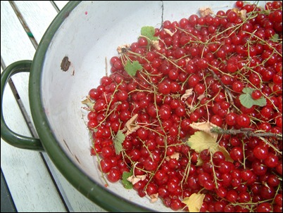 ...A VERY FAIRY GARDEN...: ~Rode Bessen