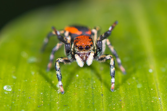Red Velvet Jumping Spider | Project Noah