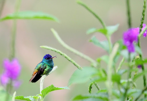 Sunday Snapshots: Peruvian hummingbirds