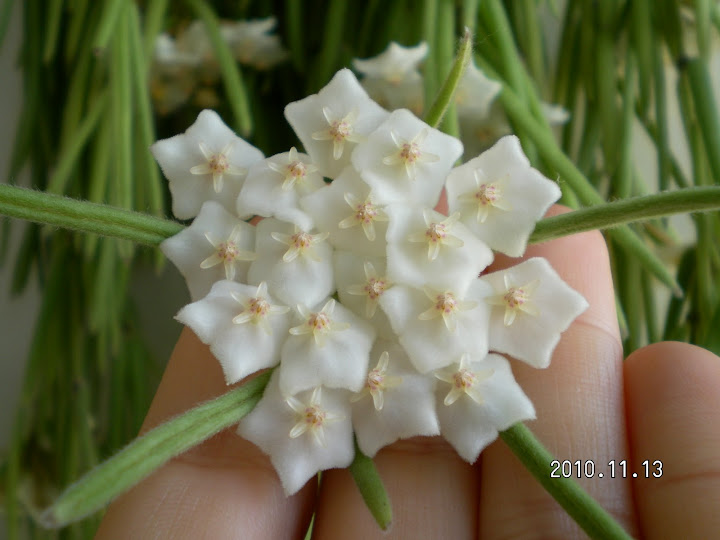 Хоя (Hoya) - описание на видовете - Page 16 - Форум HobbyKafe.com