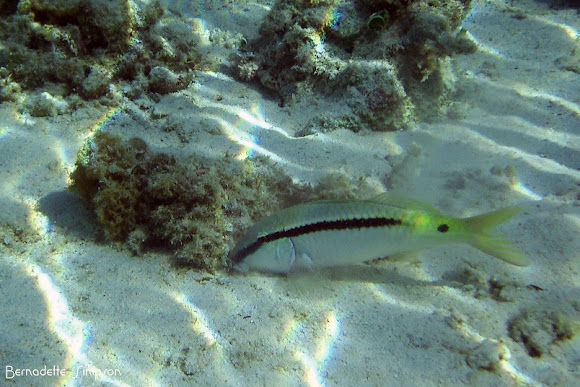 Red Sea Goatfish | Project Noah
