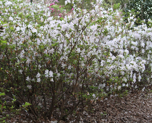'Gumpo White' Azalea | Project Noah