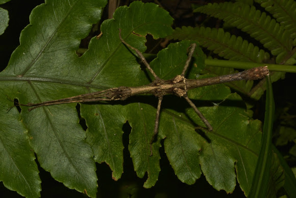 Sunny Stick Insect, Phasmid | Project Noah