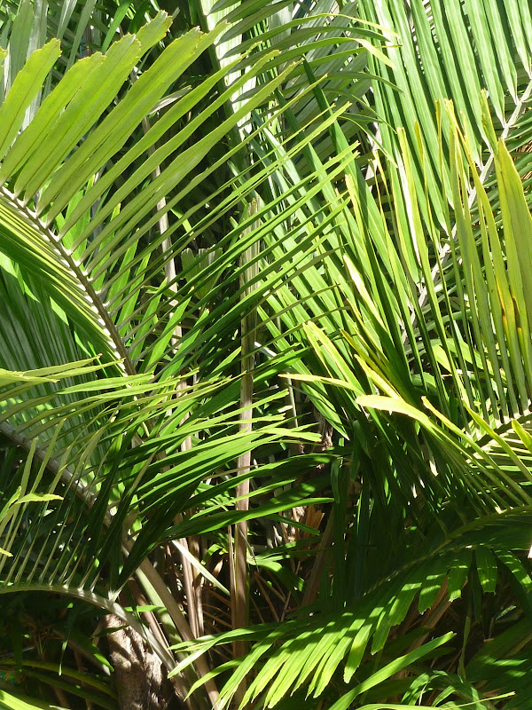 Clustering short-trunked feather-leafe - DISCUSSING PALM TREES ...