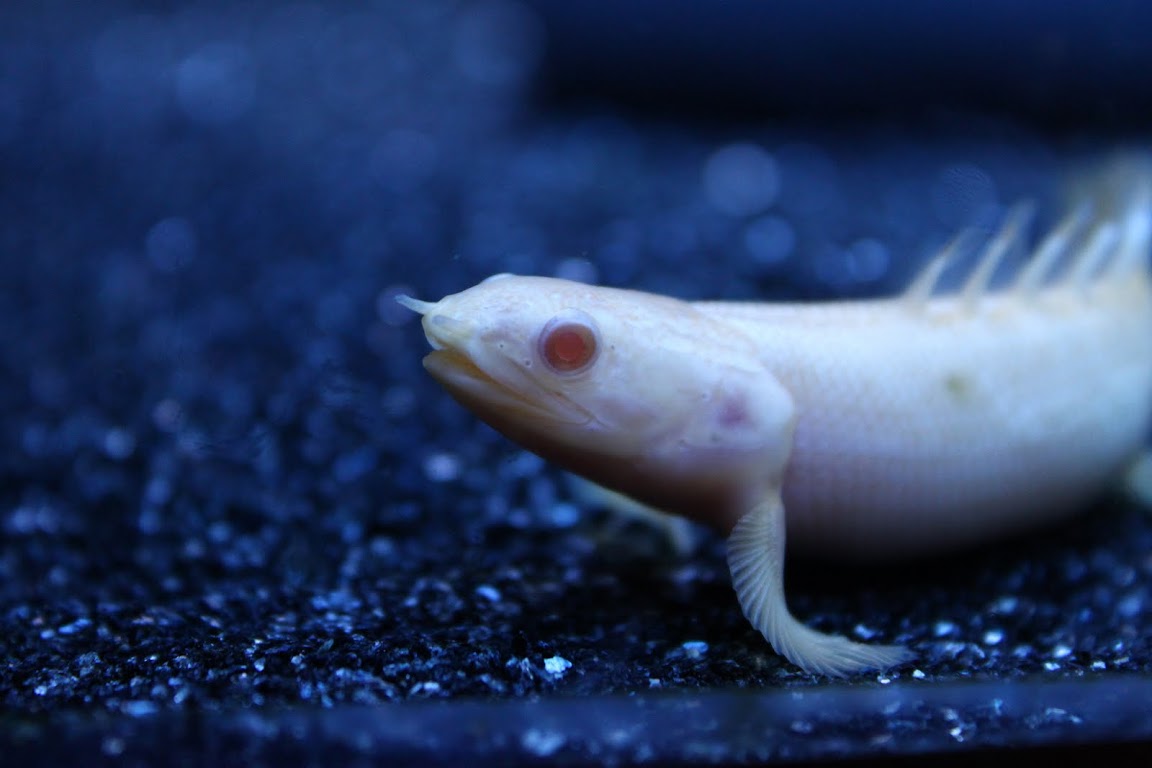 Gothic Fish! | Fish Forum