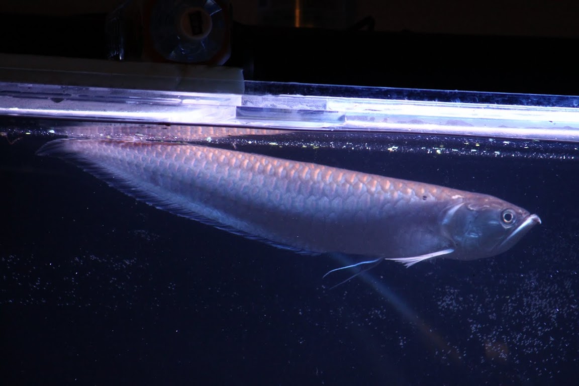 Update on my Black Aro Rescue. | MonsterFishKeepers.com