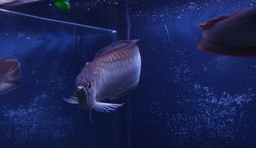 Update on my Black Aro Rescue. | MonsterFishKeepers.com
