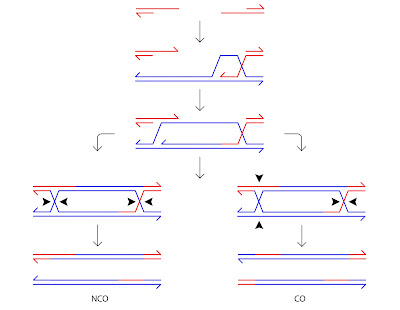 Holliday Junction: Projekt Paperübersicht Intermezzo: Homologe ...