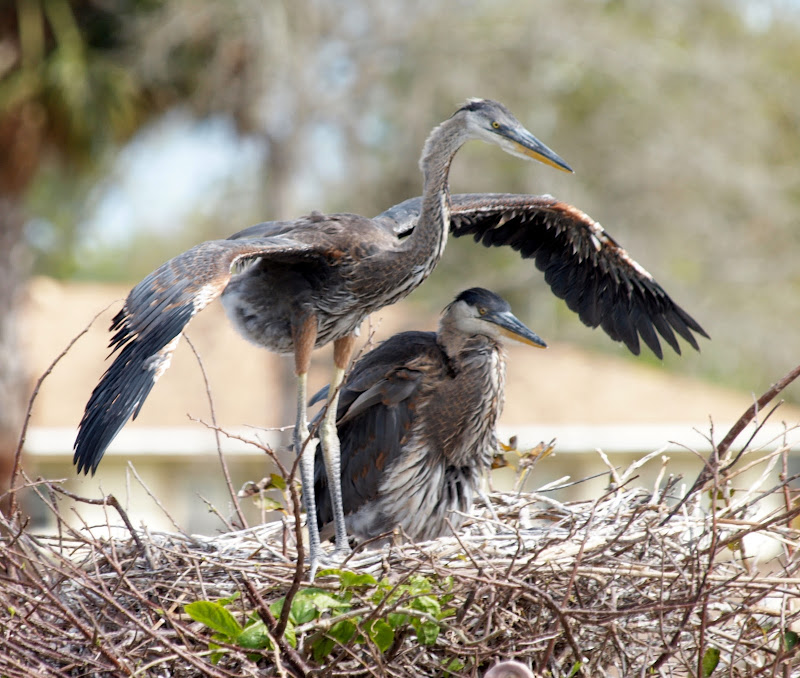 The Sunday BIRD Volume 5 Issue 46, March 21, 2010: Olympus SLR Talk ...
