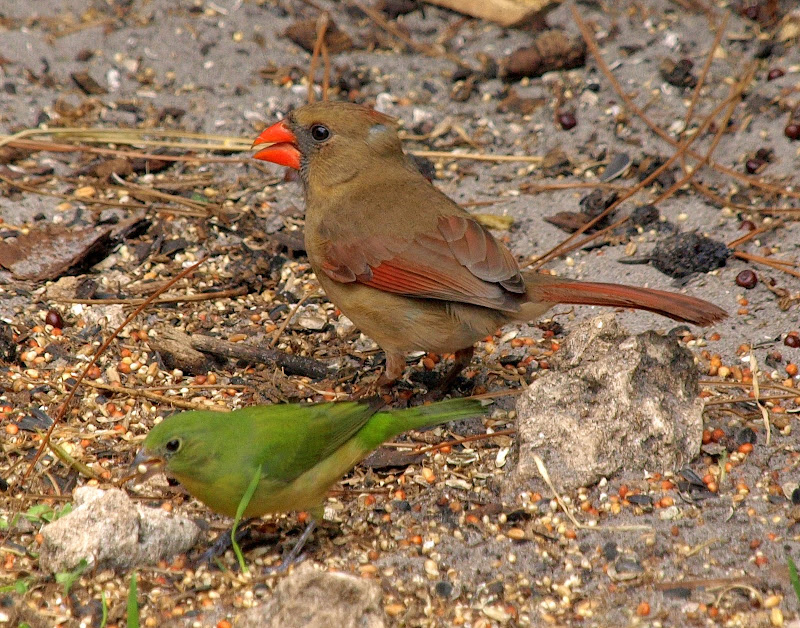 Small Bird Congregation: Olympus Compact Camera Talk Forum: Digital ...