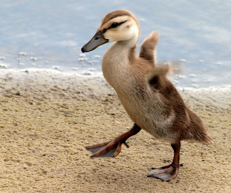Walking Duckling