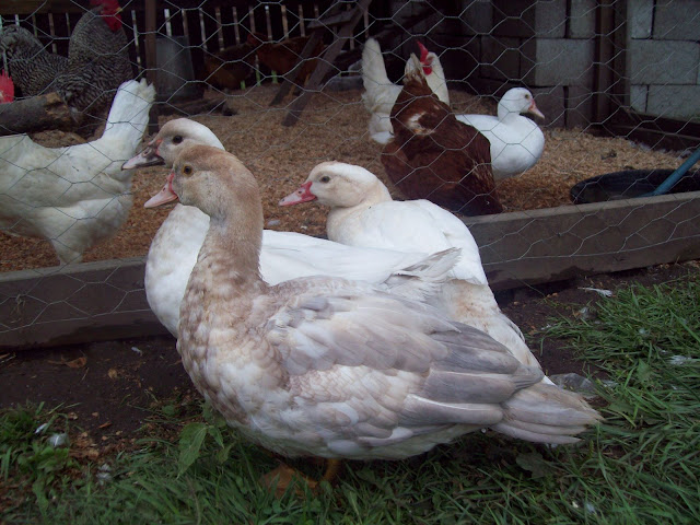 Blue Fawn & Lilac Muscovies... *PIC HEAVY* | BackYard Chickens - Learn ...