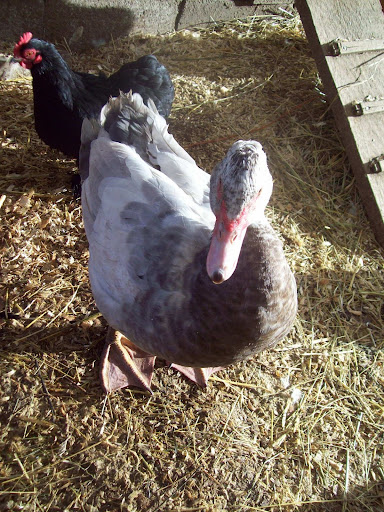 Tri-colored duck..........Do you have one? | BackYard Chickens - Learn ...