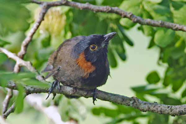 Rufous-necked Laughingthrush | Project Noah