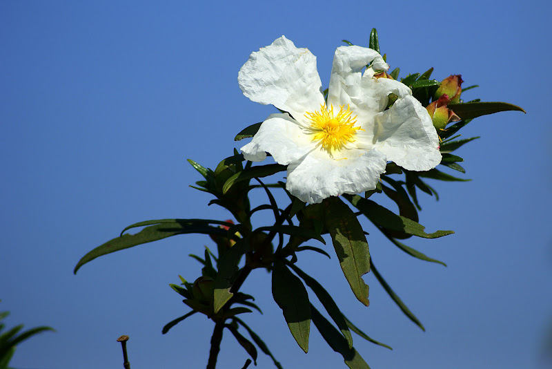 Flor da esteva - Momentos e Olhares