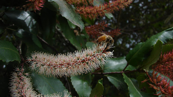 Kamahi and a bee | Project Noah