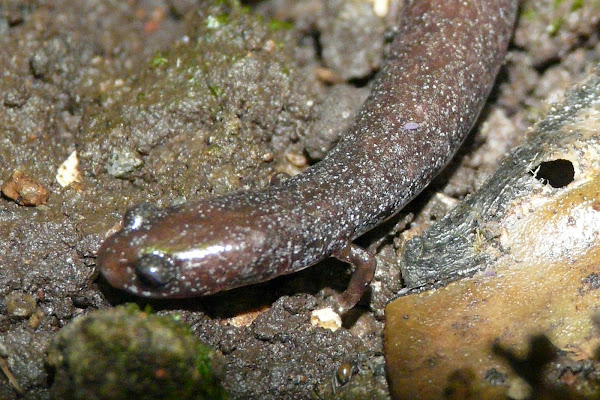 Worm Salamander | Project Noah