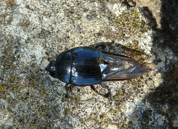 Clown Beetle and Mites | Project Noah