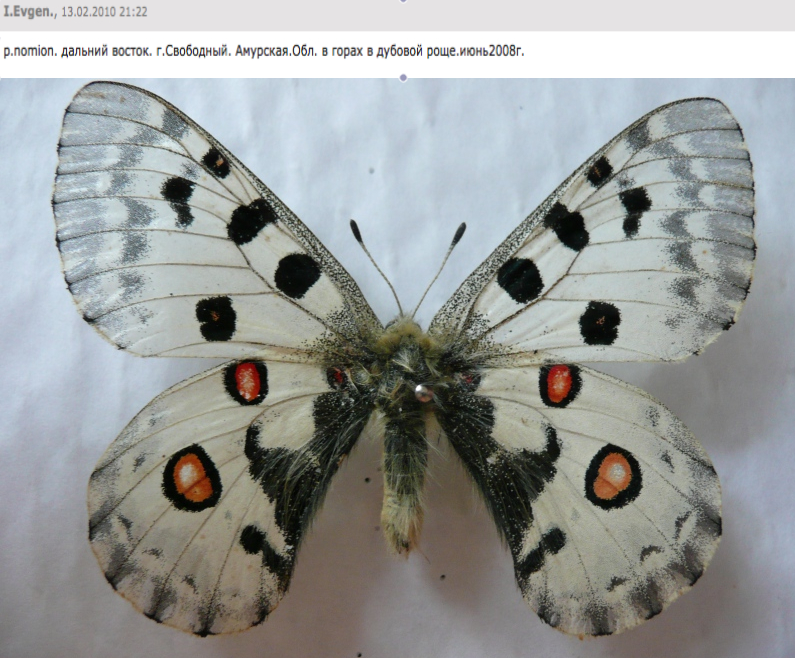 Photos de Parnassiinae II