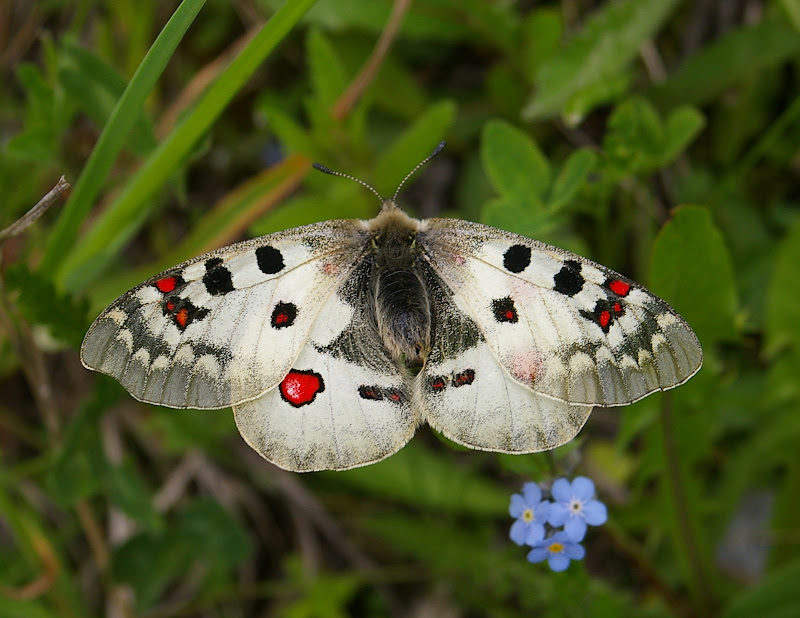 Photos de Parnassiinae I