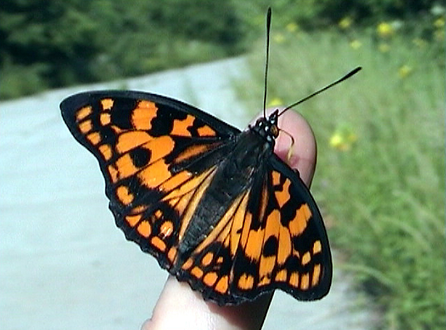 Voyage entomologique en Oussouri