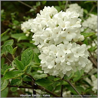 Plant Gallery - Encyklopedia Roślin: Viburnum species and varieties ...