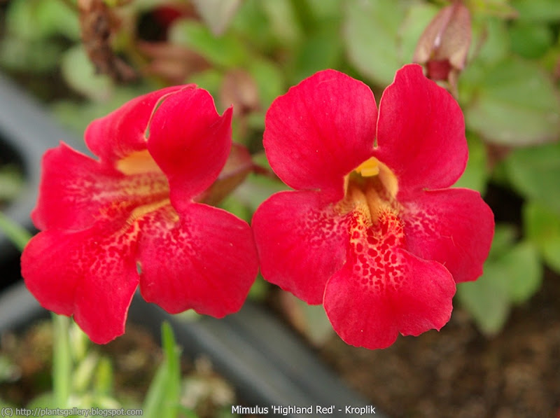 Plant Gallery - Encyklopedia Roślin: Mimulus 'Highland Red' - Kroplik ...