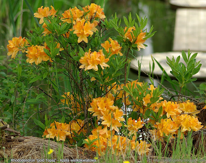 Plant Gallery - Encyklopedia Roślin: Rhododendron 'Gold Topaz' - Azalia ...