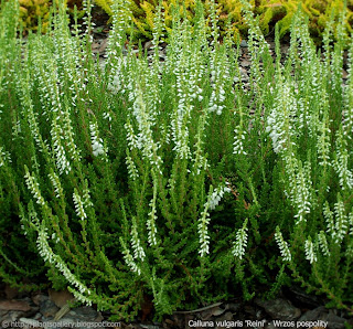 Plant Gallery - Encyklopedia Roślin: Calluna vulgaris species and ...