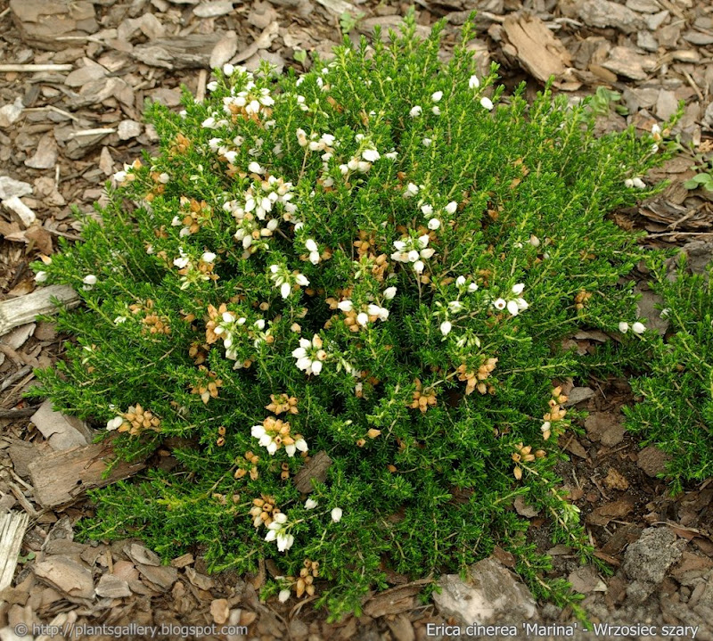 Plant Gallery - Encyklopedia Roślin: Erica cinerea 'Marina' - Wrzosiec ...