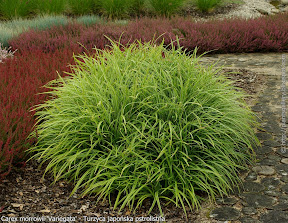 Plant Gallery - Encyklopedia Roślin: Carex species and varieties ...