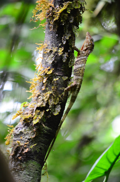Lagartija camaleón de dosel-- Canopy Lizard | Project Noah
