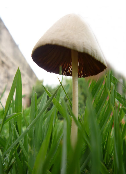 Conocybe | Project Noah