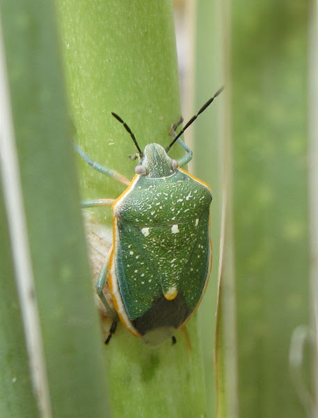 Say's Stink Bug | Project Noah