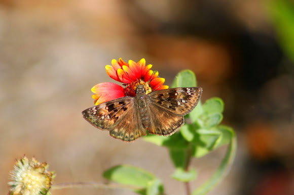 Horace's Duskywing Butterfly | Project Noah