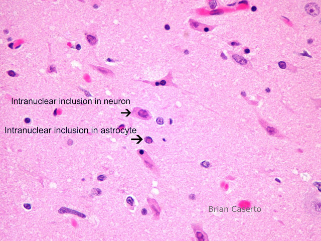 veterinary pathology | Page 6
