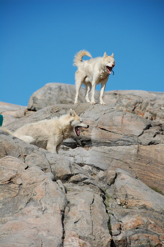 DAY by Day: Greenland // The Animals