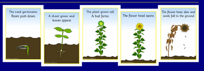 Förskoleburken: Solrosor