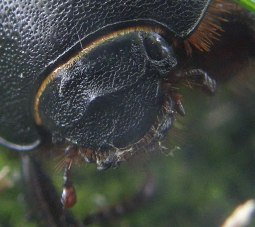 Scarabeus affinis | Budapest Blog