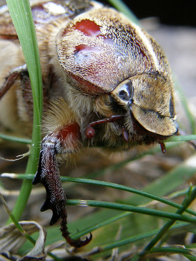 bogár | Budapest Blog
