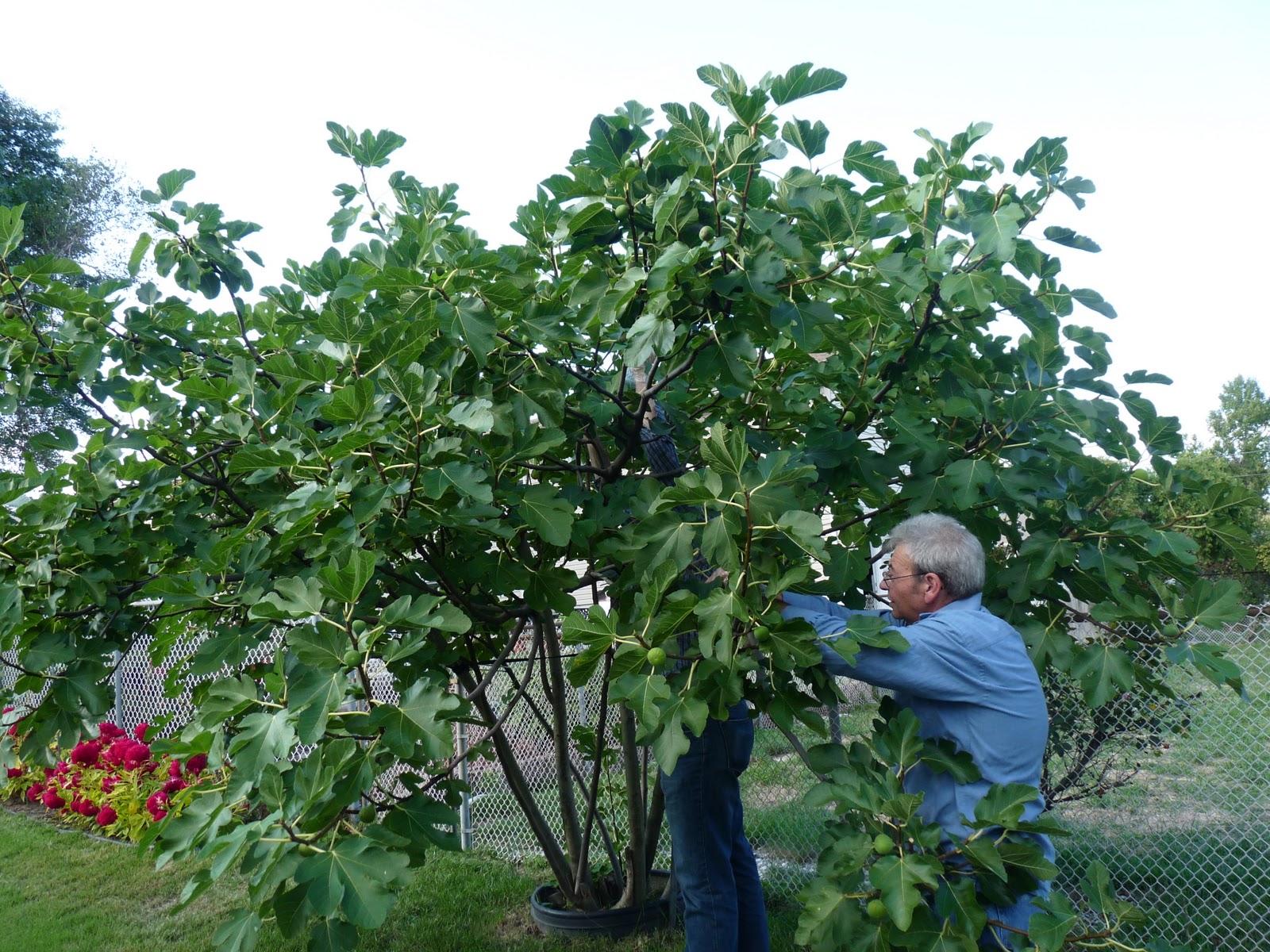 Gone Fig Pickin’ | Pomato Revival