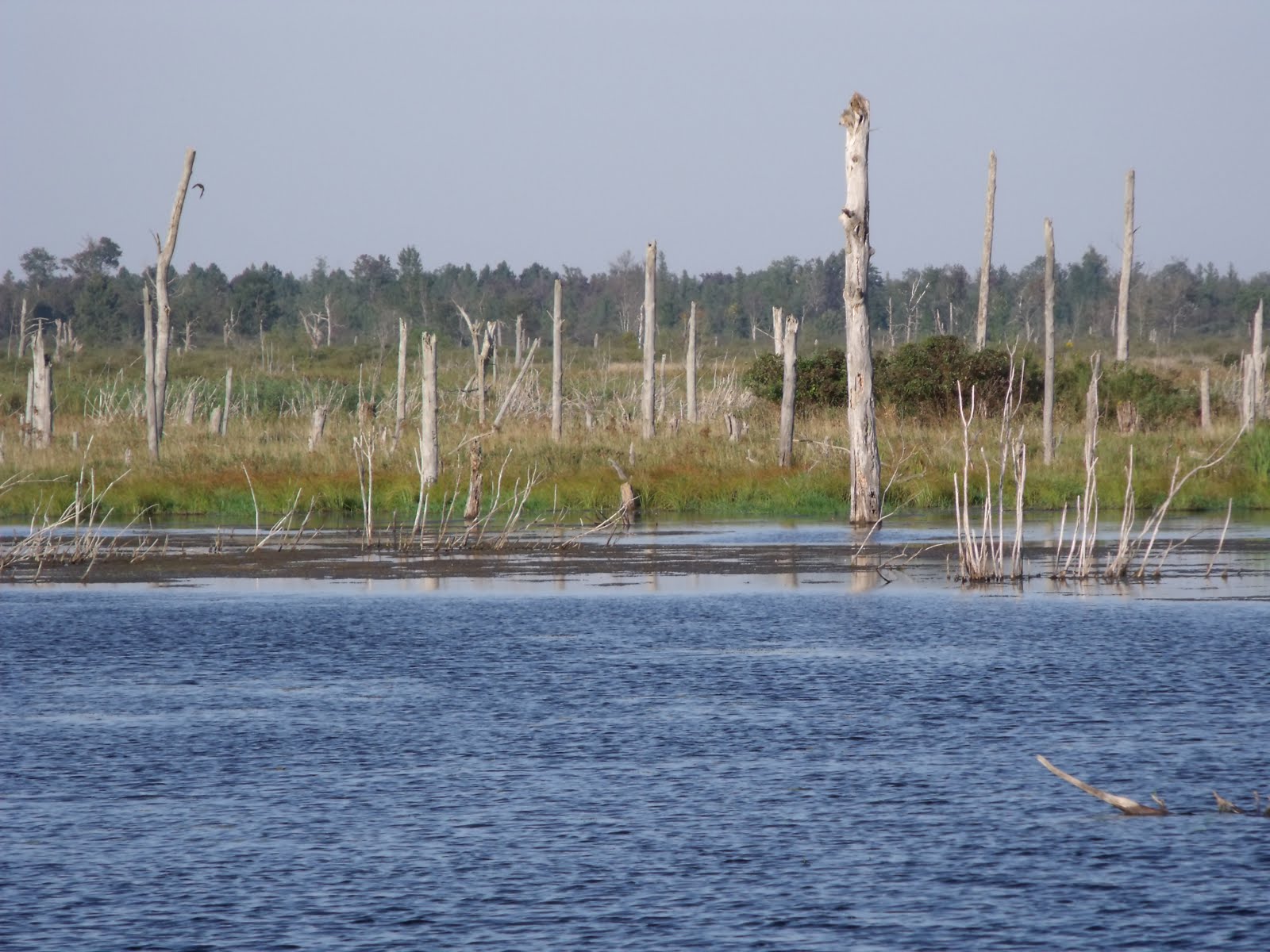Northern Information Sights: Tuttle Marsh