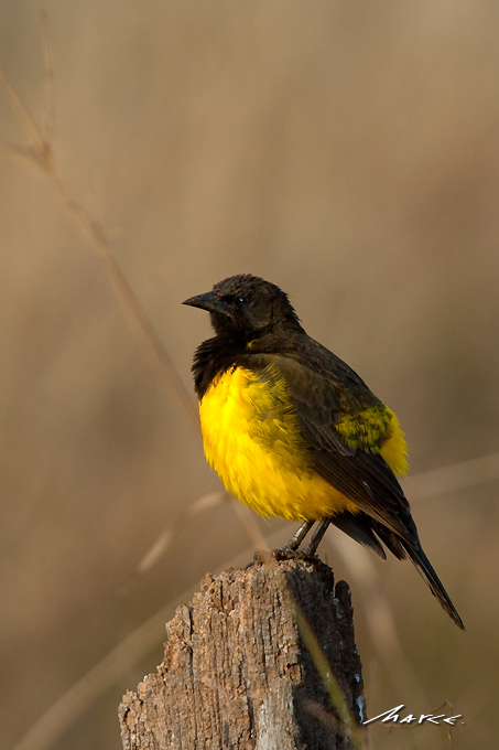 Aves del Nea: Pecho amarillo grande (Yellow rumped marshbird)