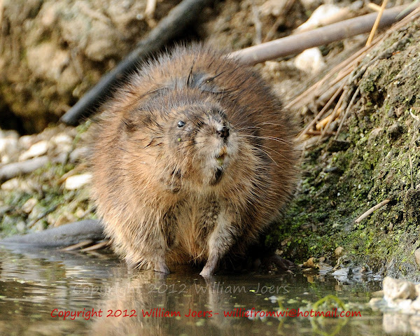 Muskrat | Project Noah
