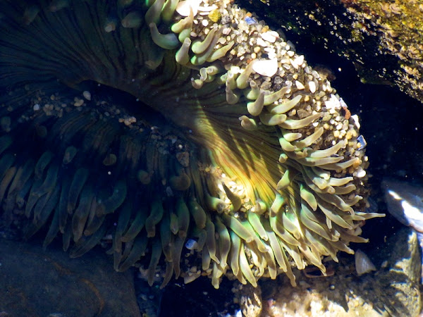 Starburst (Sunburst) Anemone | Project Noah