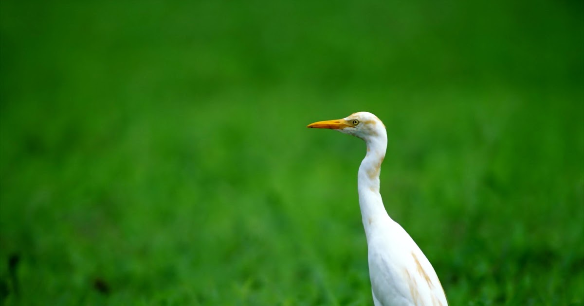 Wallpapers [bird.high.resolution.104] p.25 : Free Best High Resolution ...